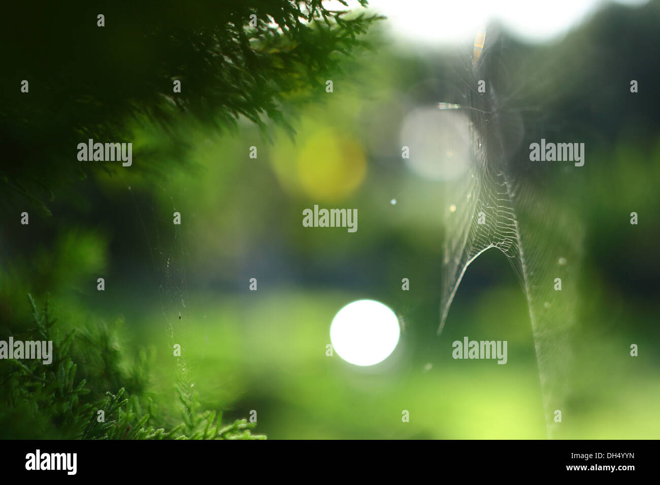 spider web on tree in garden with green background Stock Photo - Alamy