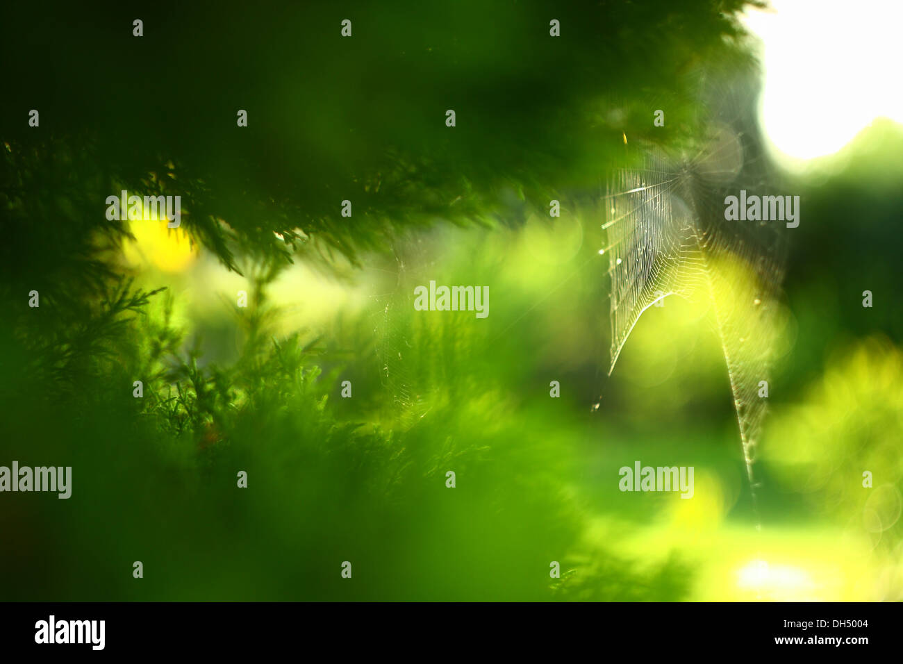 spider web on tree in garden with green background Stock Photo - Alamy