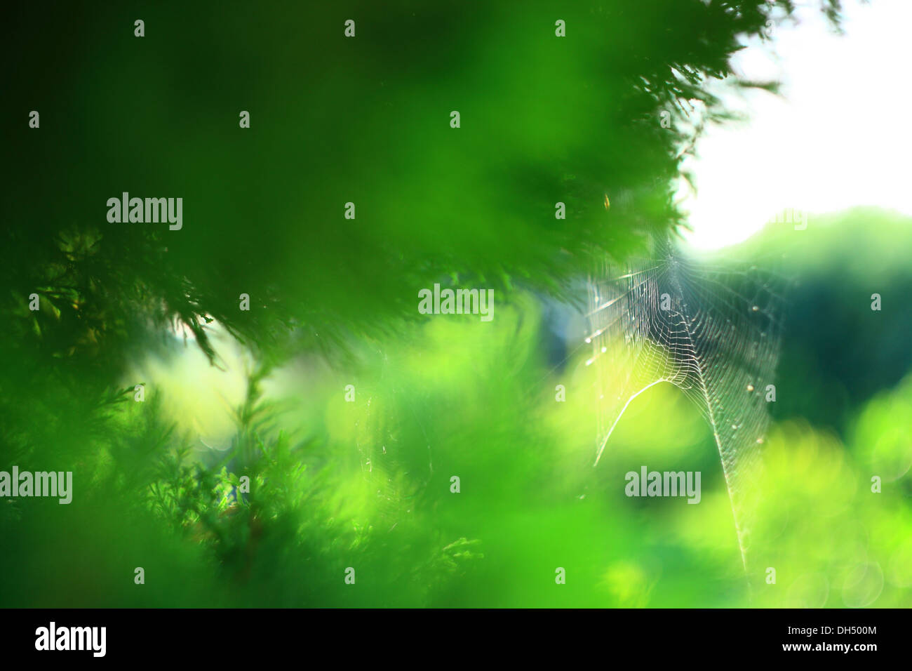 Spider water hi-res stock photography and images - Alamy