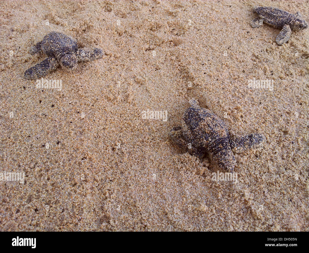 Loggerhead sea turtle emergence: the turtles emerge in a group and ...