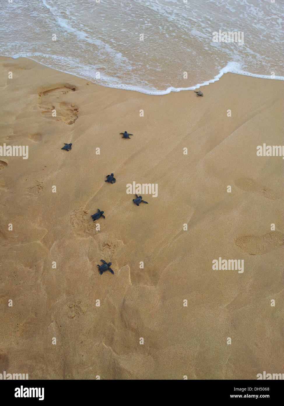 Birth turtle hi-res stock photography and images - Alamy