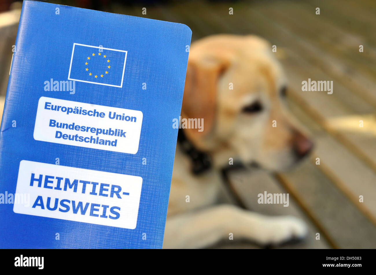 European pet passport in front of a Labrador Retriever Stock Photo - Alamy
