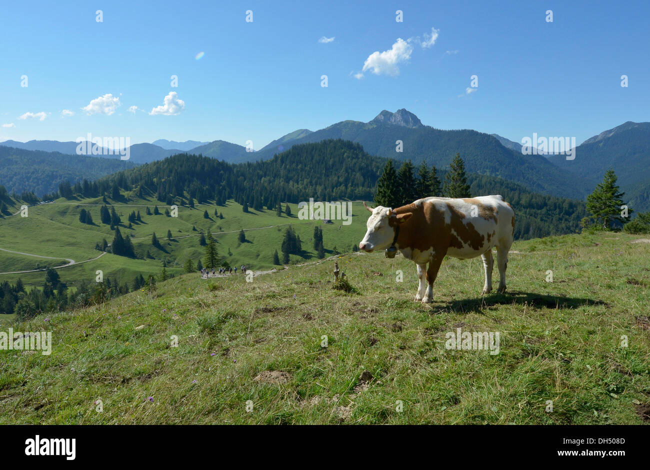 Alp cow bovine willow agrarian hi-res stock photography and images - Alamy