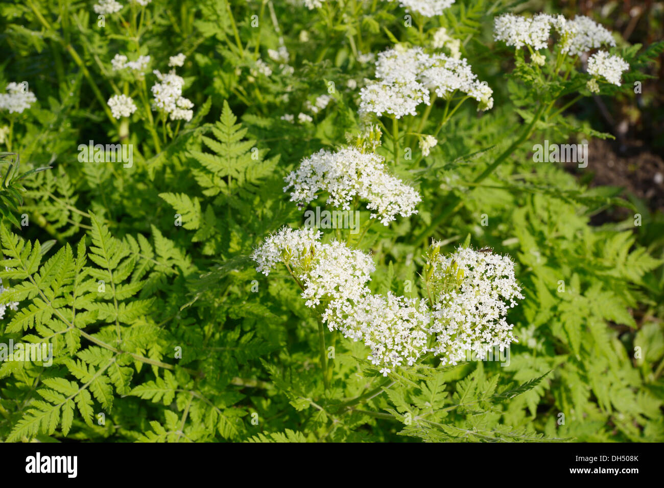 Myrrhis odorata, Sweet Cicely flowers, Wales, UK Stock Photo - Alamy