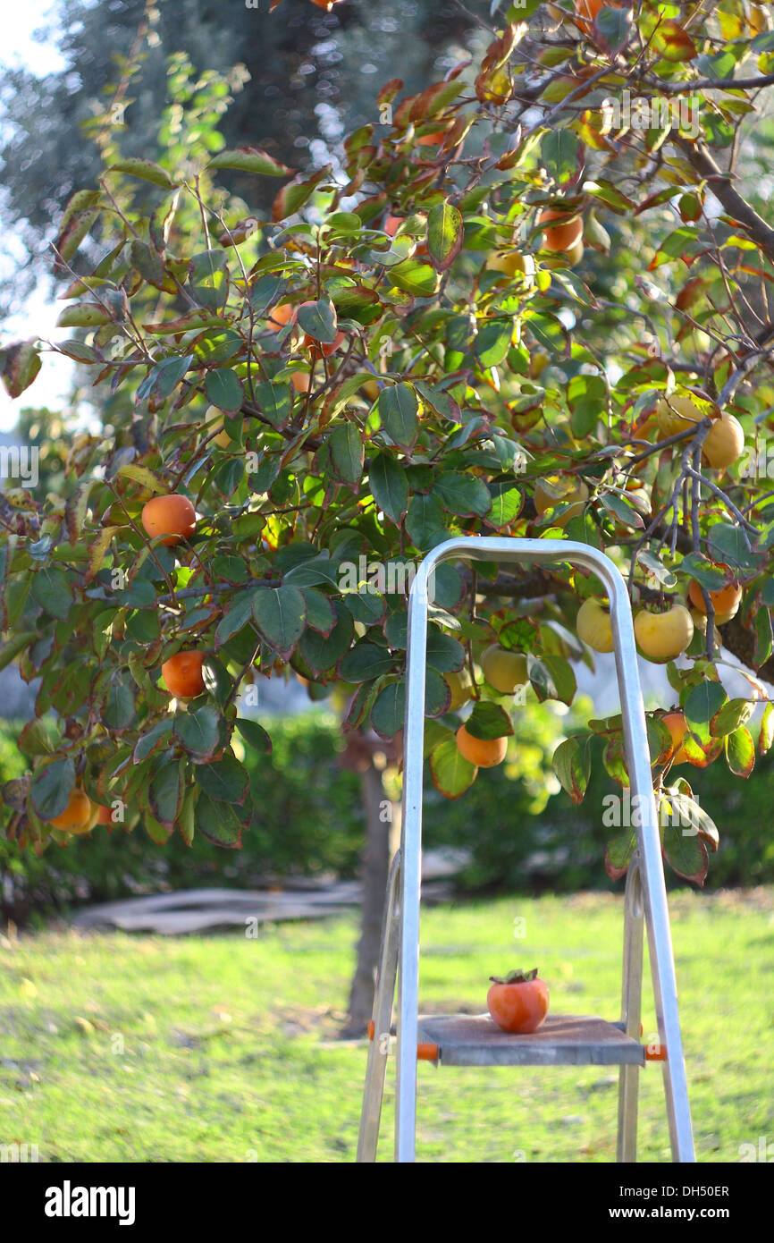 picking persimmons from tree with stairs Stock Photo - Alamy