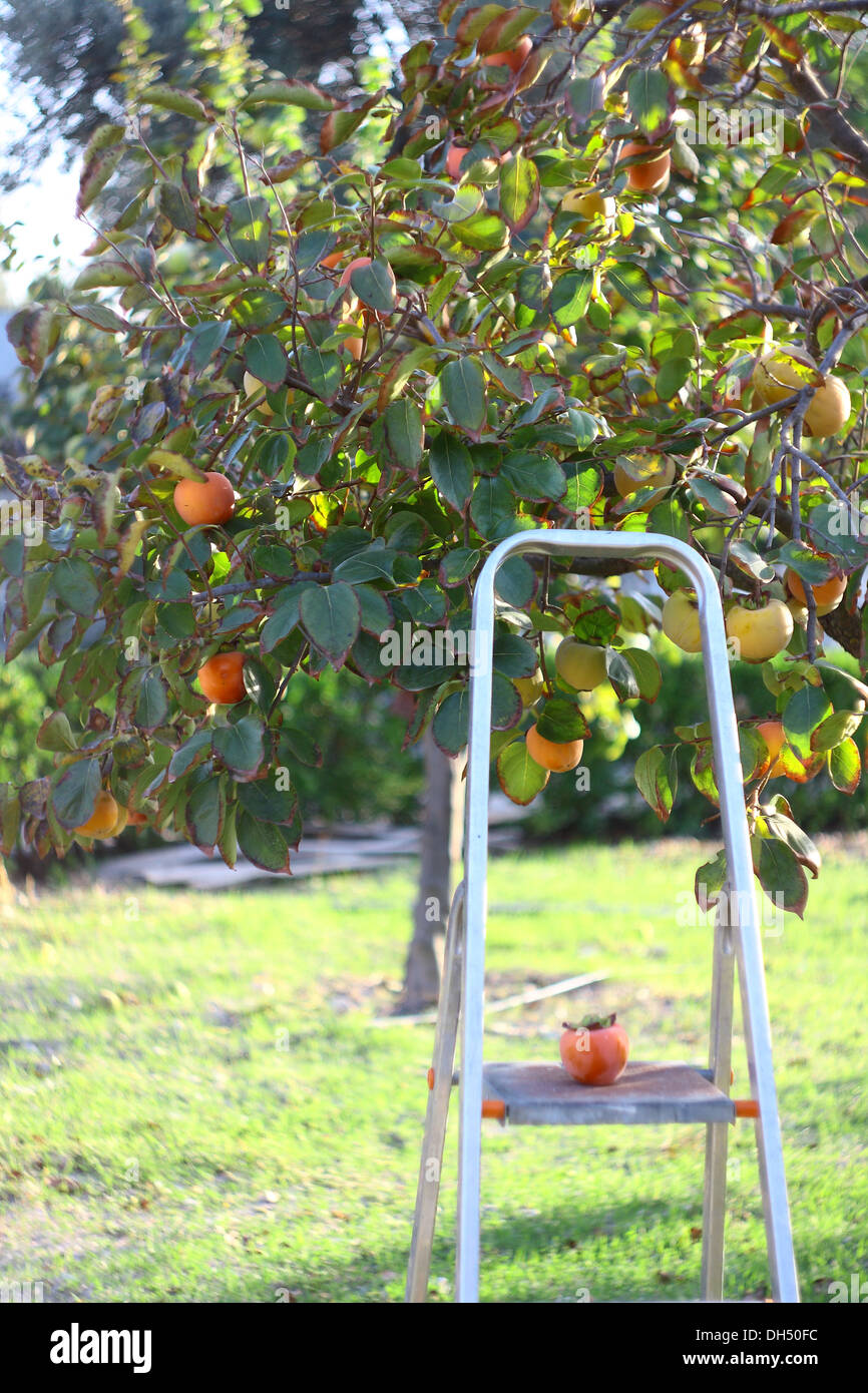 picking persimmons from tree with stairs Stock Photo - Alamy