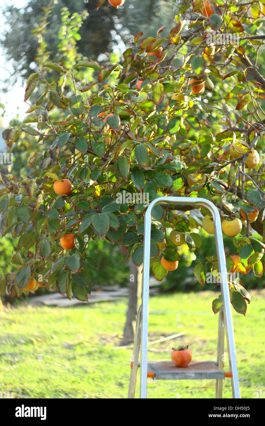 Picking persimmons hi-res stock photography and images - Alamy