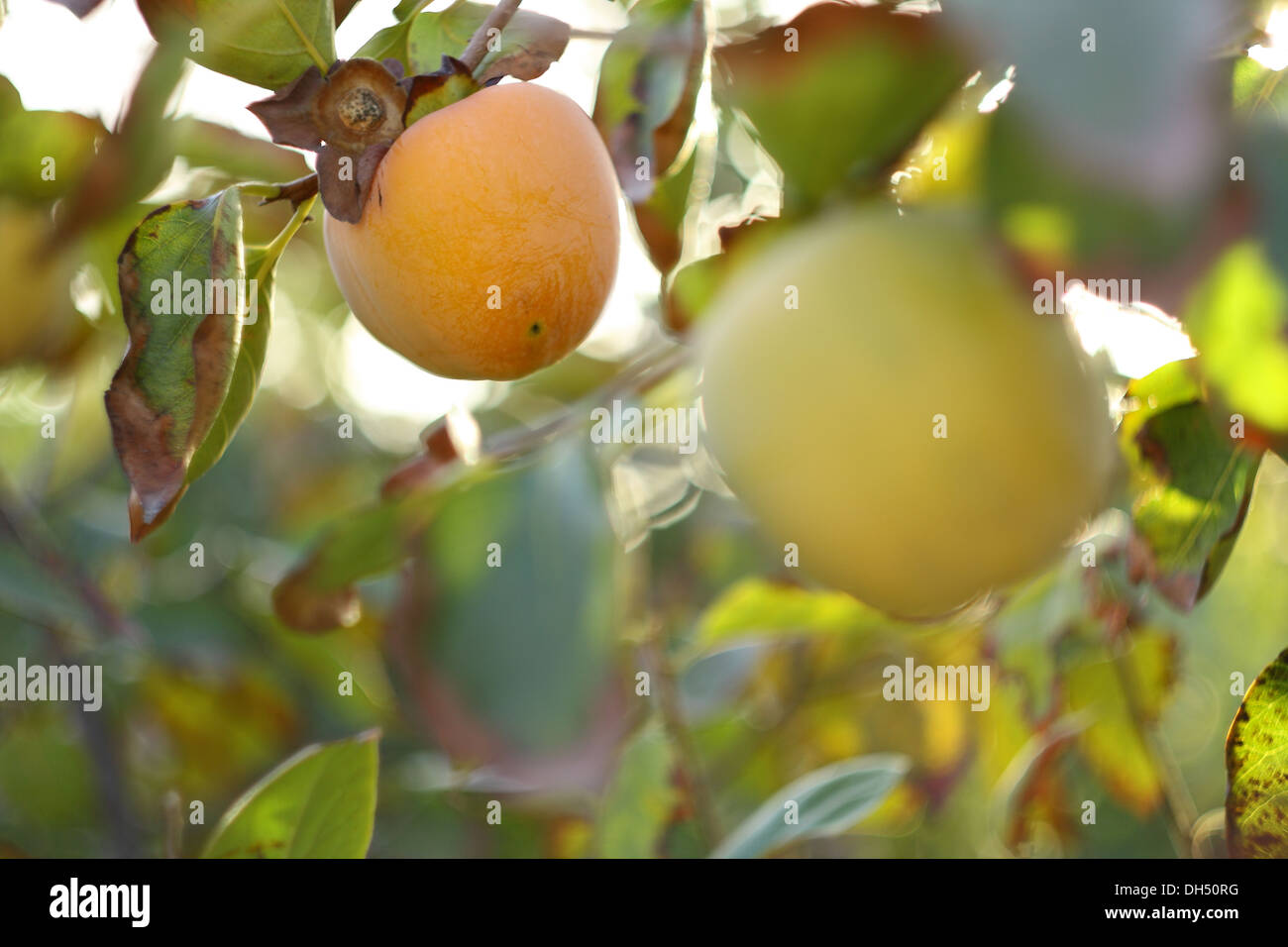 Asian persimmons hi-res stock photography and images - Alamy