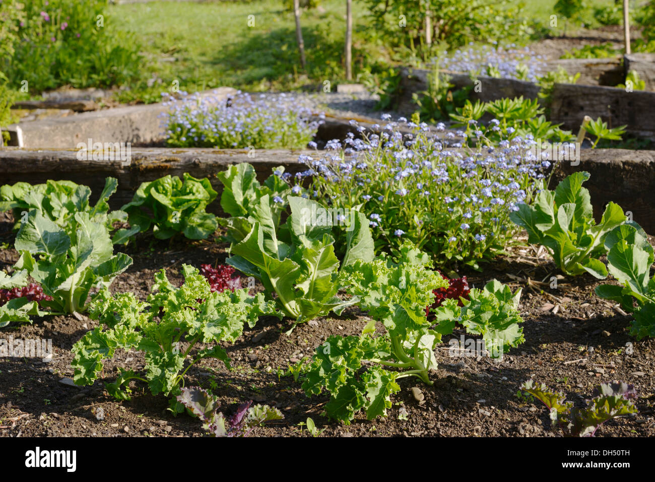 Young overwintered brassicas, Kale and Cauliflower plants in Spring ...