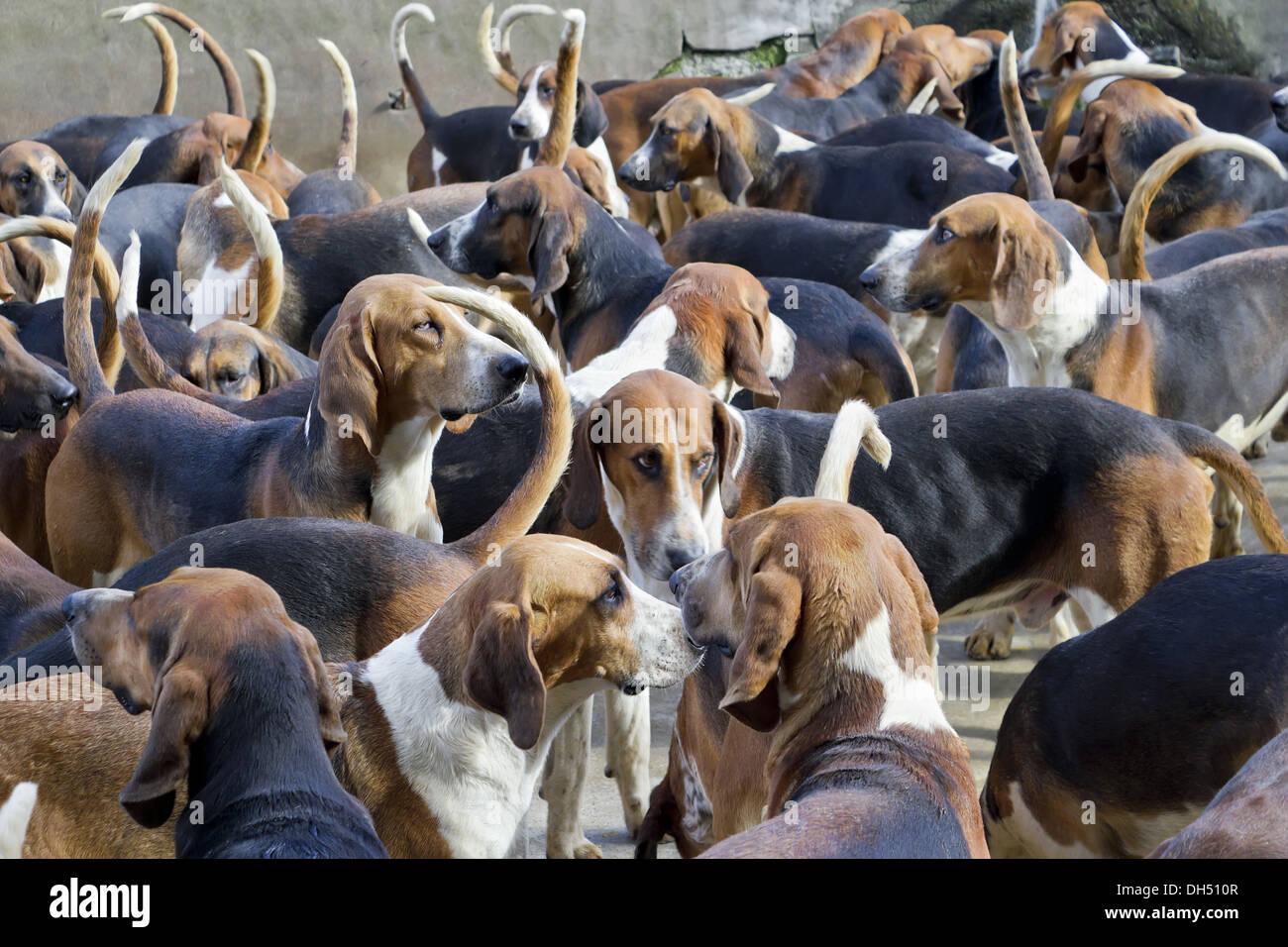 Hunter hounds dogs background Stock Photo - Alamy