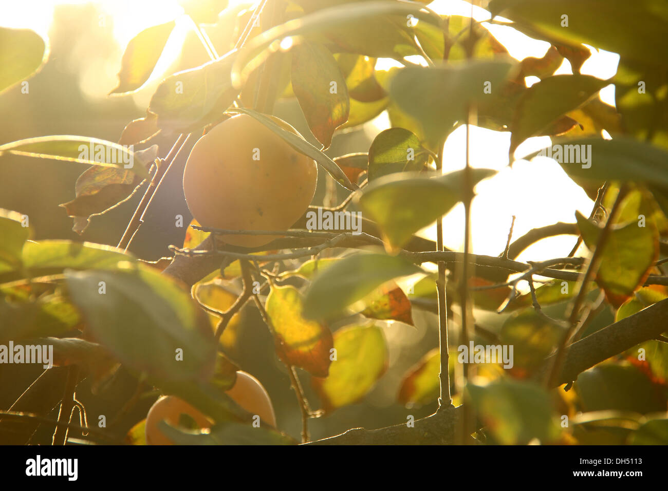 fresh persimmons on tree in autumn Stock Photo - Alamy