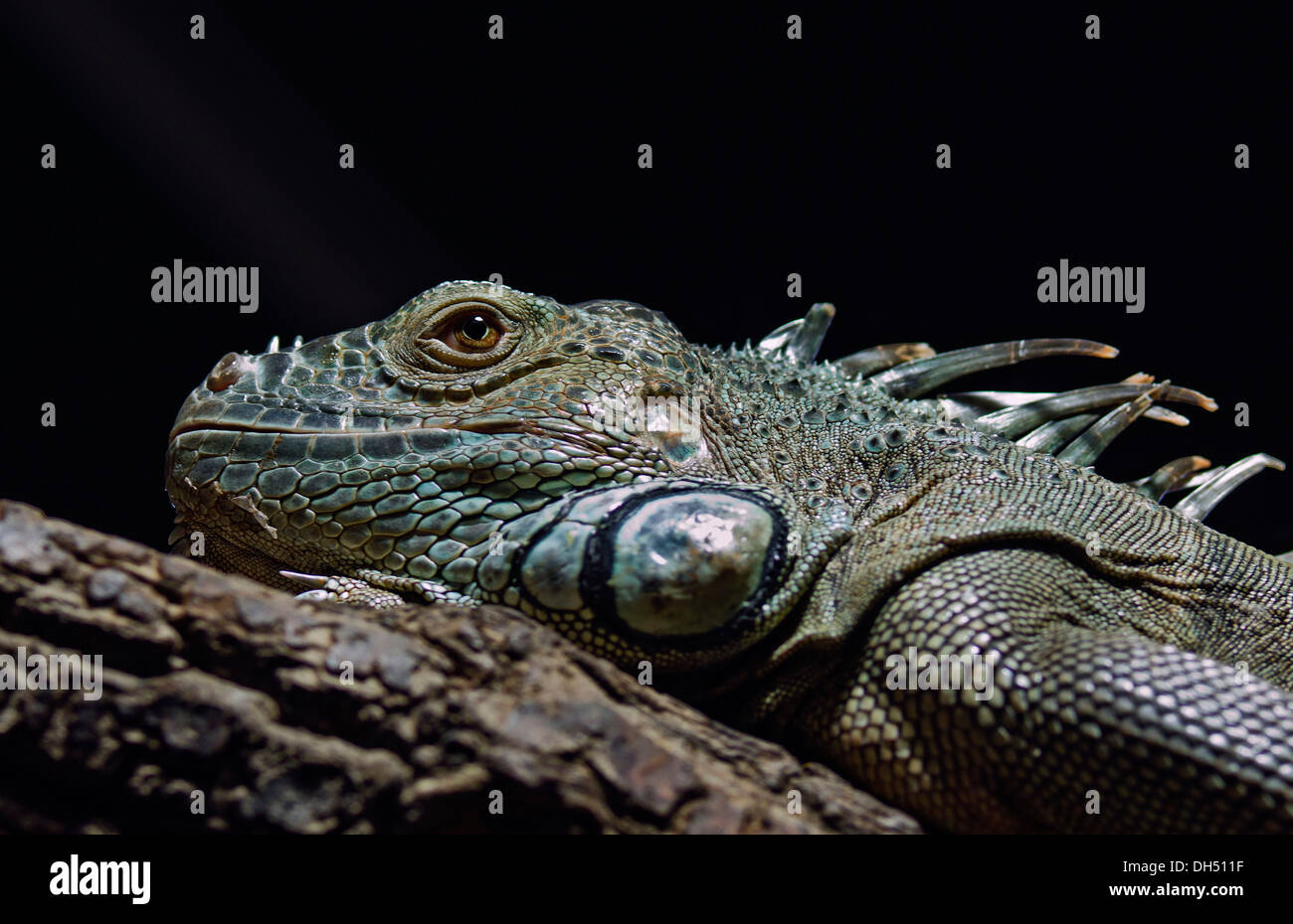 Green iguana or common iguana hi-res stock photography and images - Alamy