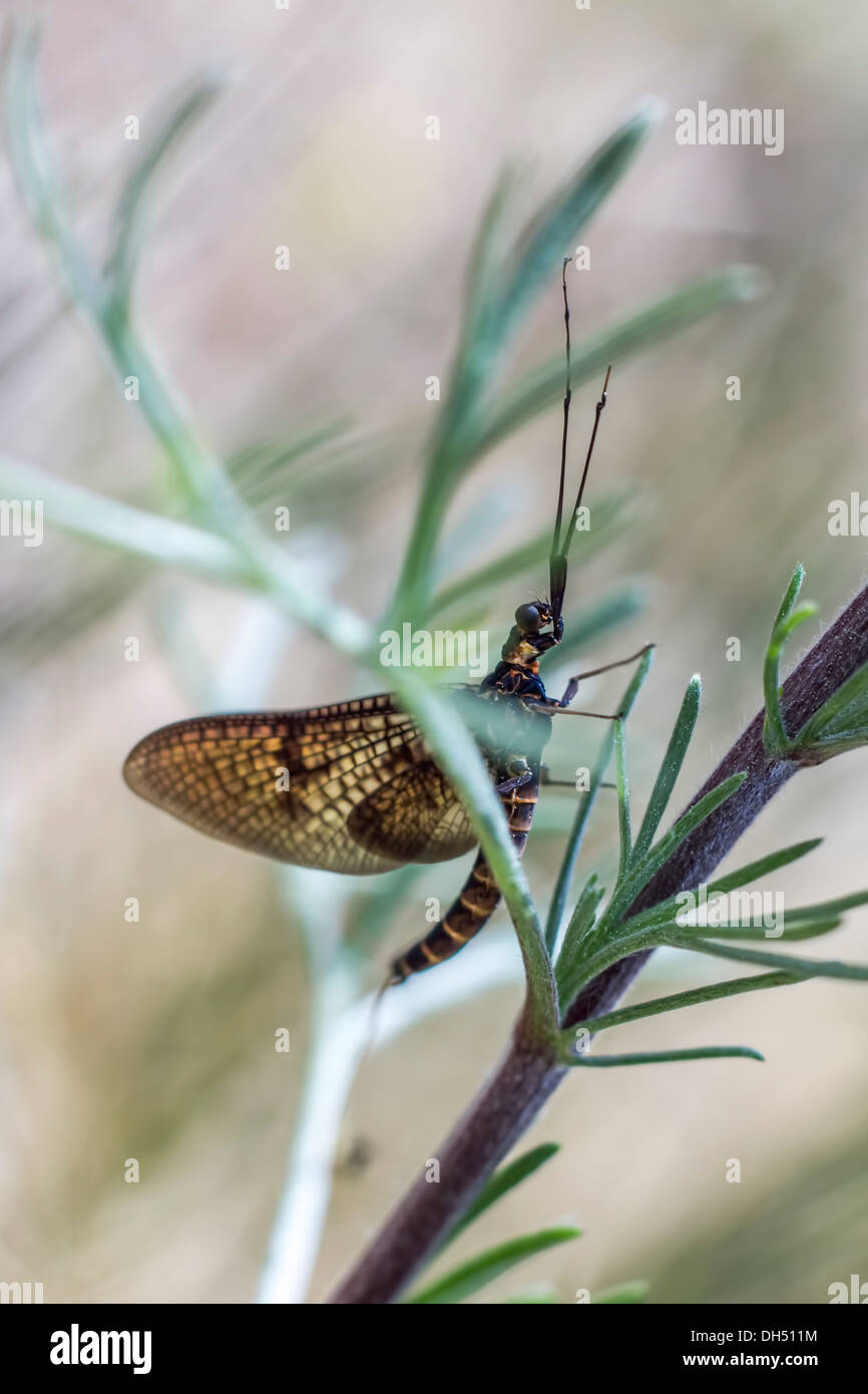 The MAYFLY (Ephemera Stock Photo - Alamy