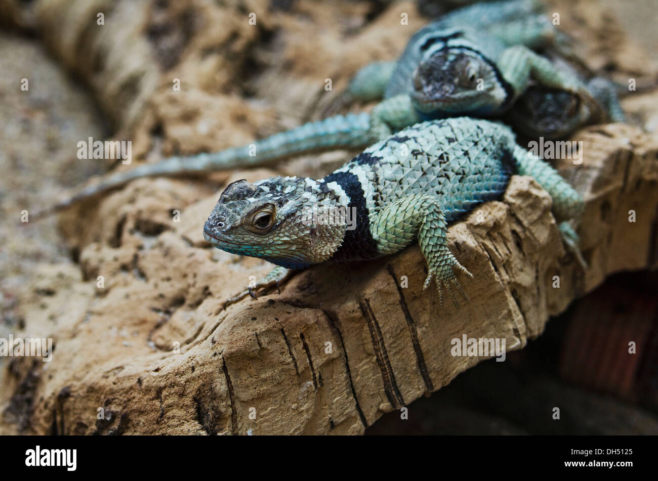Blue Spiny Lizard (Sceloporus serrifer cyanogenys), Zoologischer Garten ...