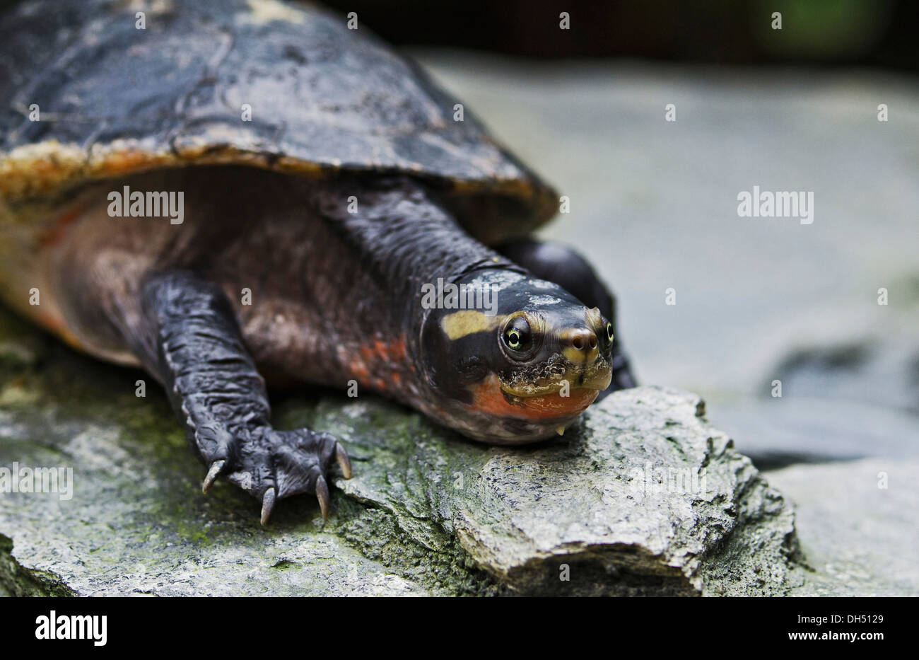 Australian Turtles High Resolution Stock Photography and Images - Alamy