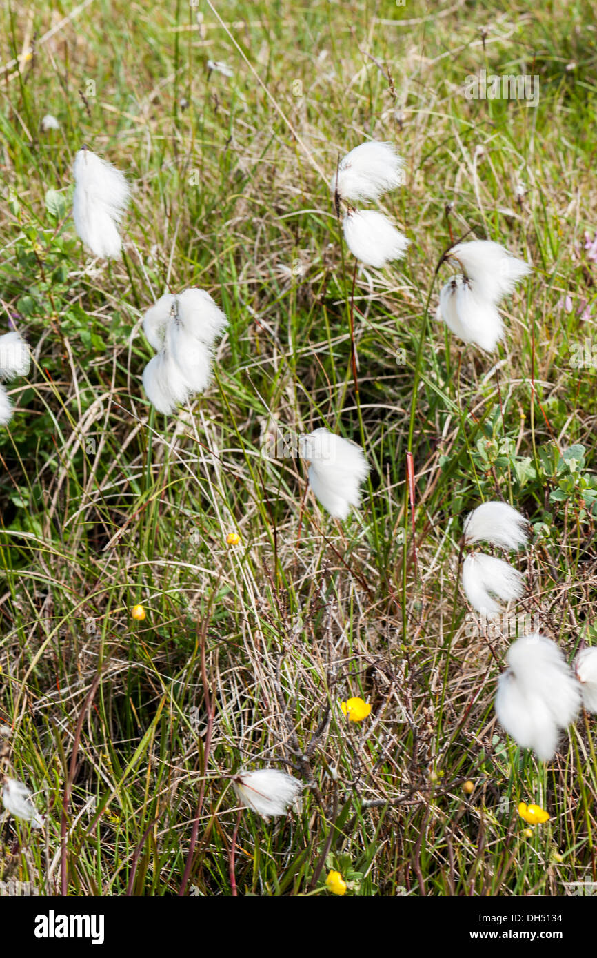 Scottish flora hi-res stock photography and images - Alamy