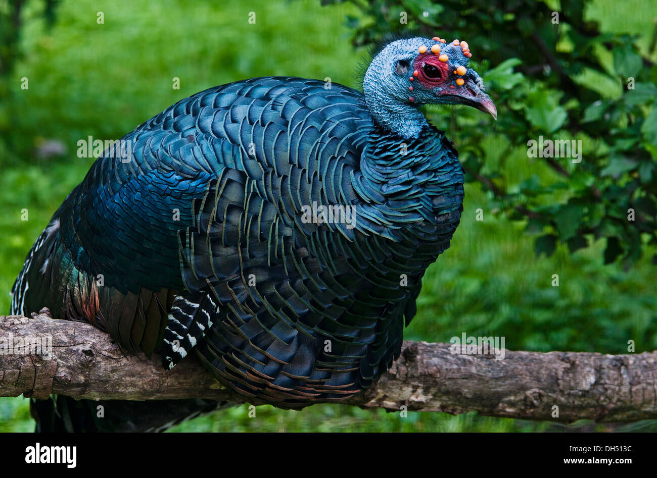 Ocellated Turkey (Meleagris ocellata), Tiergarten Berlin Ost zoo ...