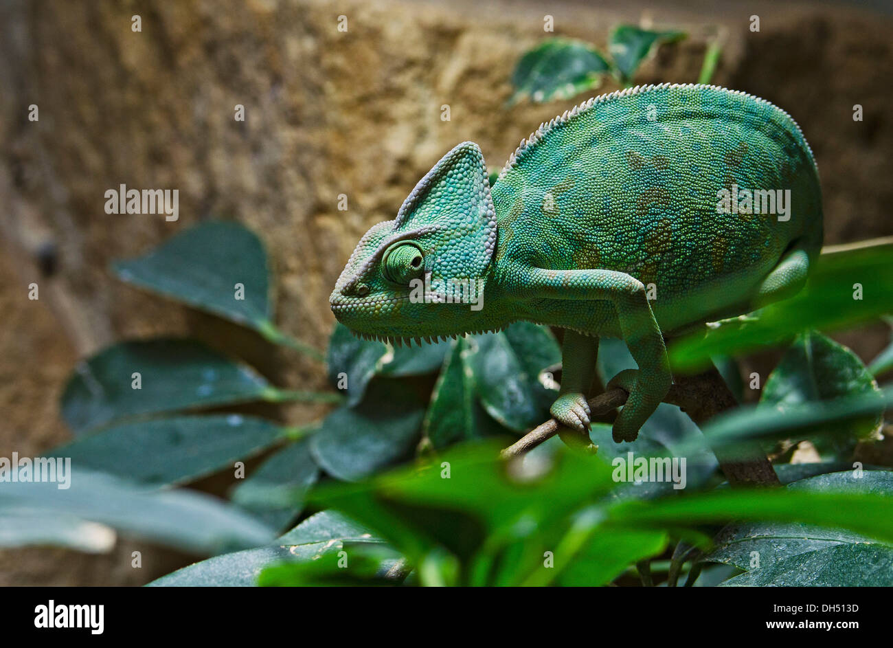 Yemen Chameleon or Veiled chameleon (Chamaeleo calyptratus ...