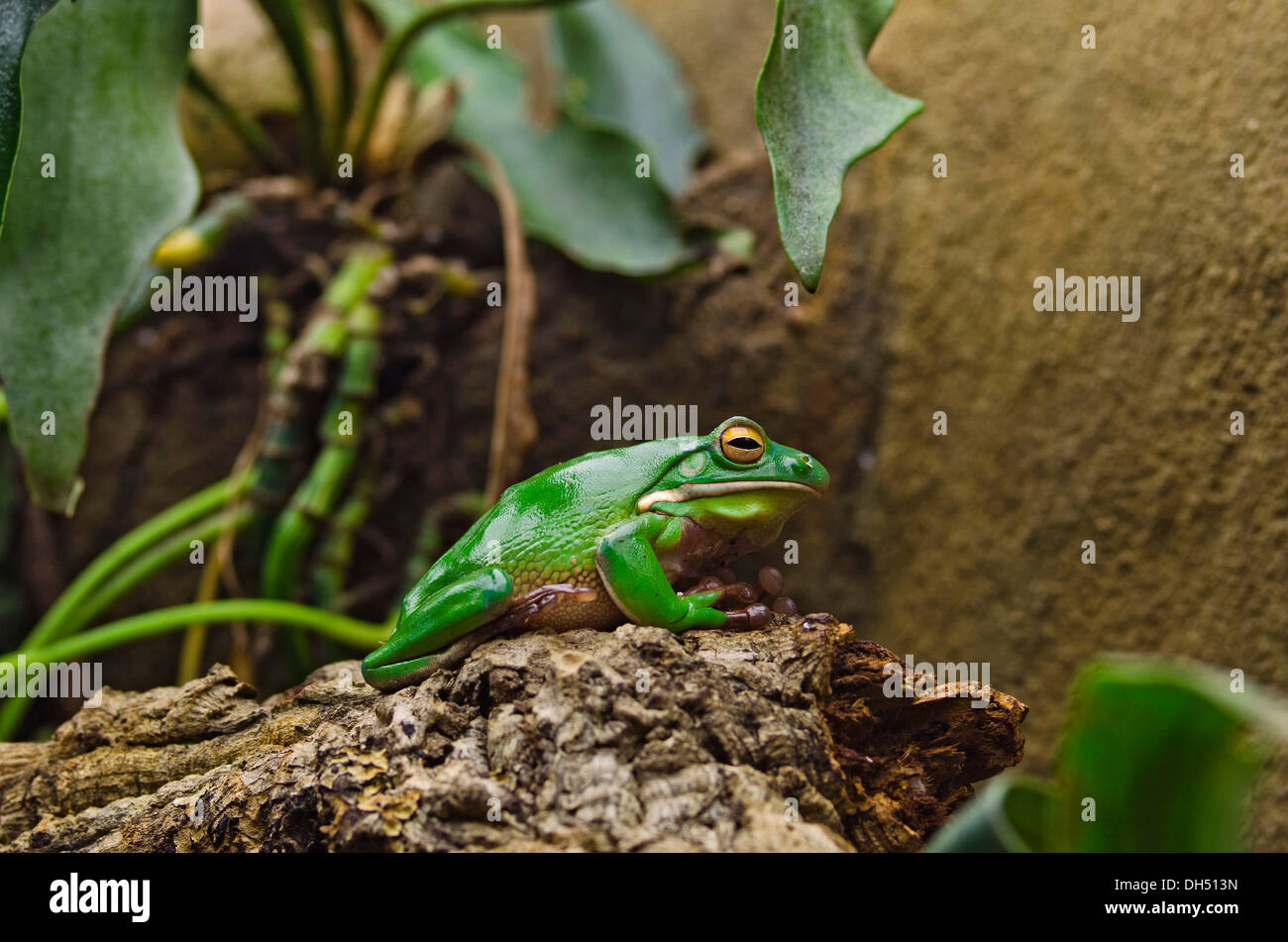Giant Tree Frog or White-lipped Tree Frog (Litoria infrafrenata ... Giant Tree Frog or White-lipped Tree Frog (Litoria infrafrenata ...