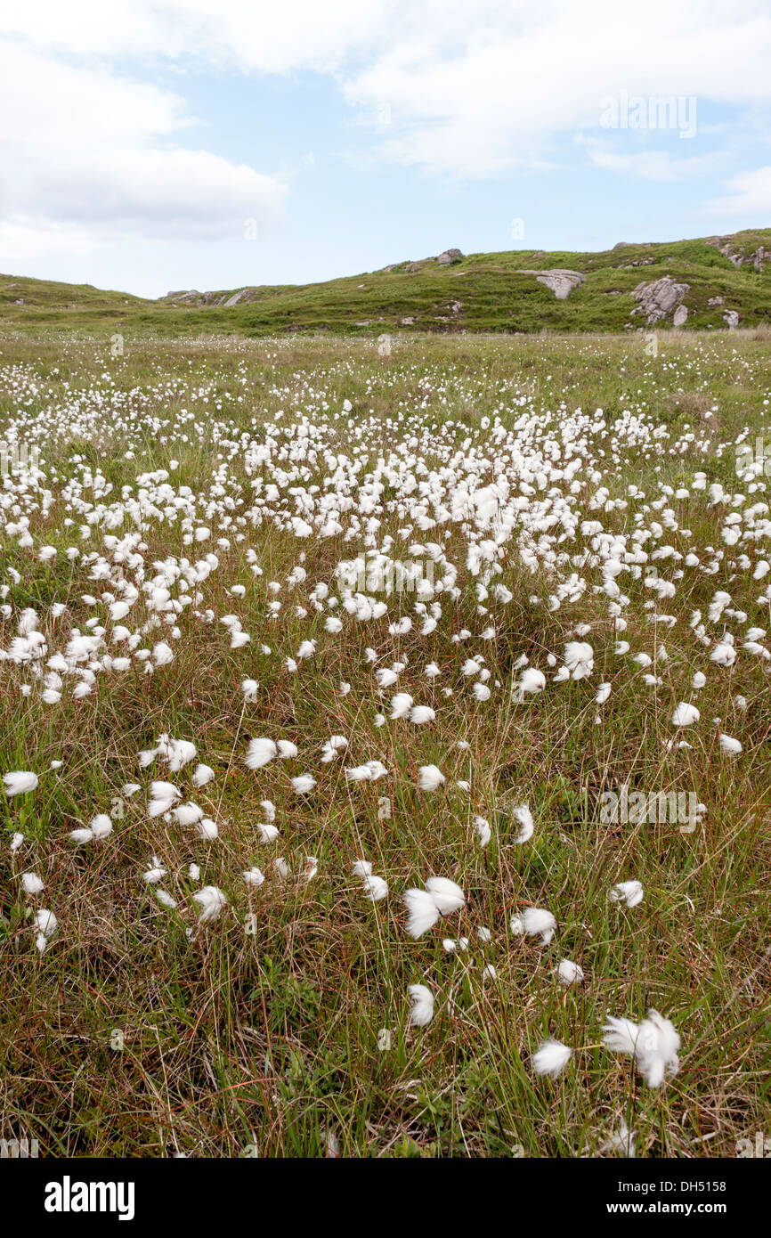 Scottish flora hi-res stock photography and images - Alamy