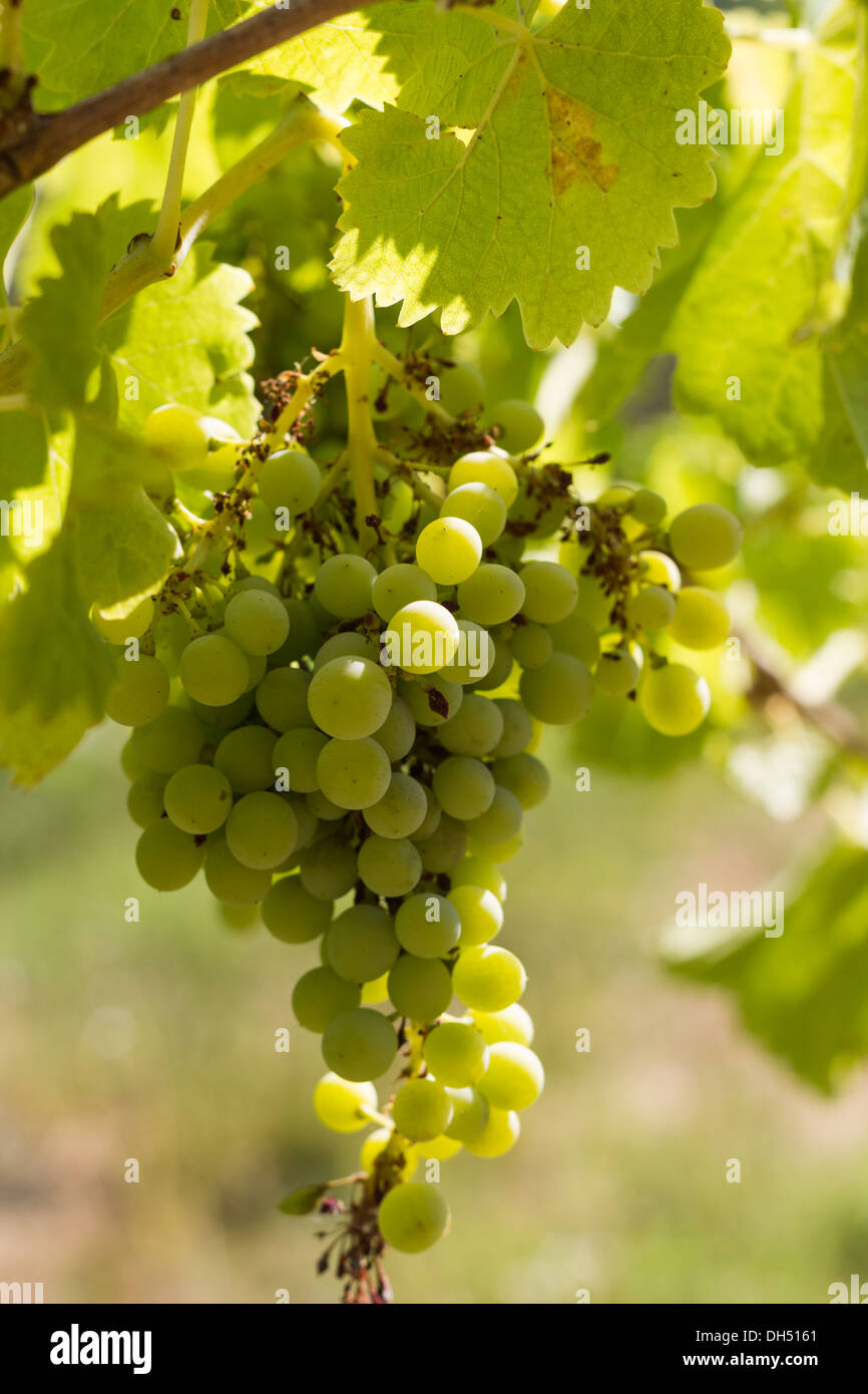 Grapes farming sun hi-res stock photography and images - Alamy
