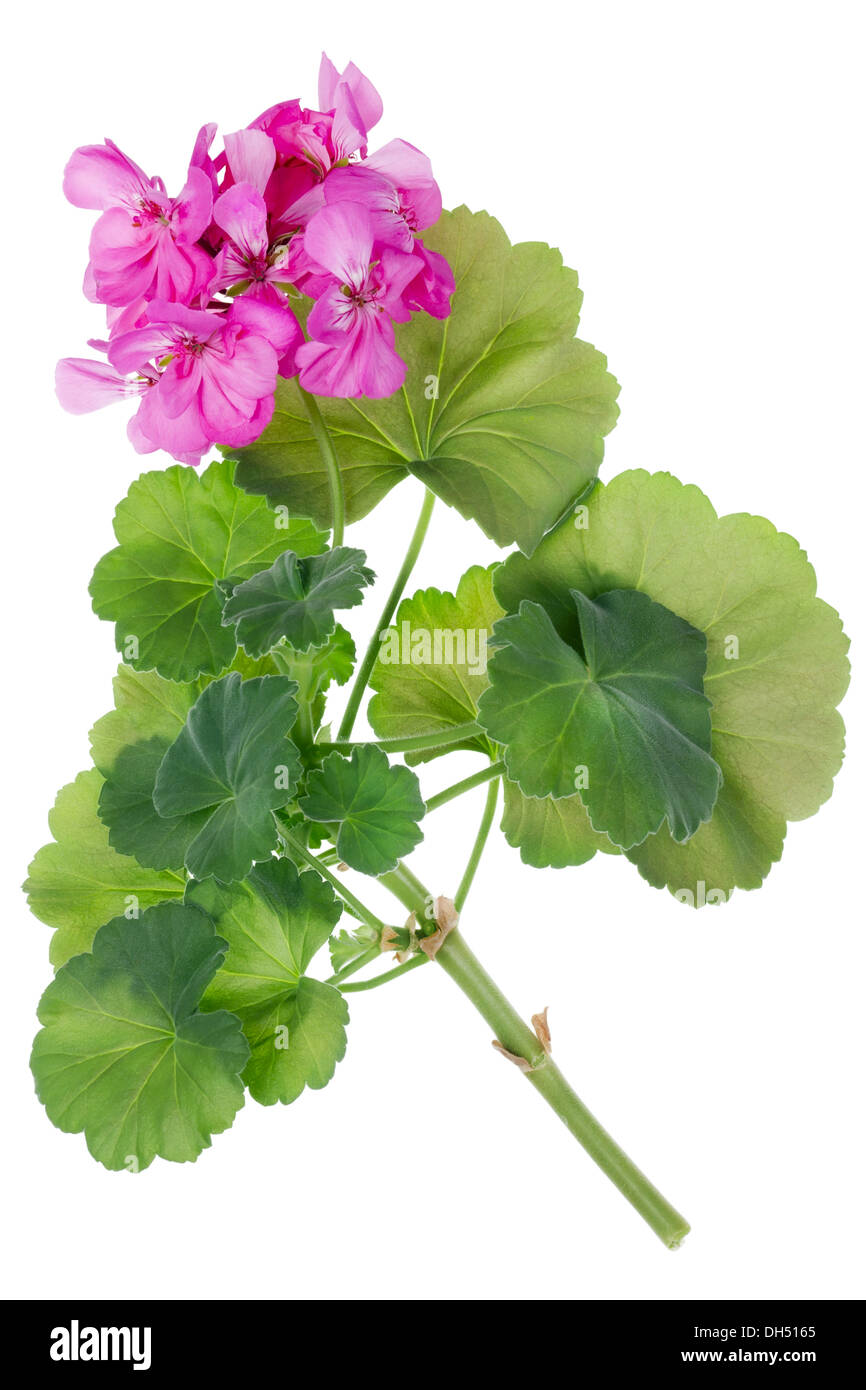 Ideal pink flower Geranium Stock Photo - Alamy