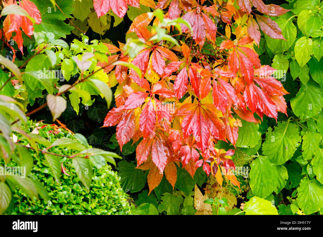 Wet autumn weather hi-res stock photography and images - Alamy