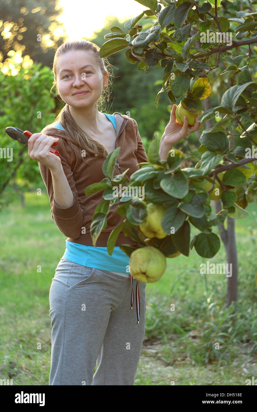 Picking fruit tree hi-res stock photography and images - Alamy