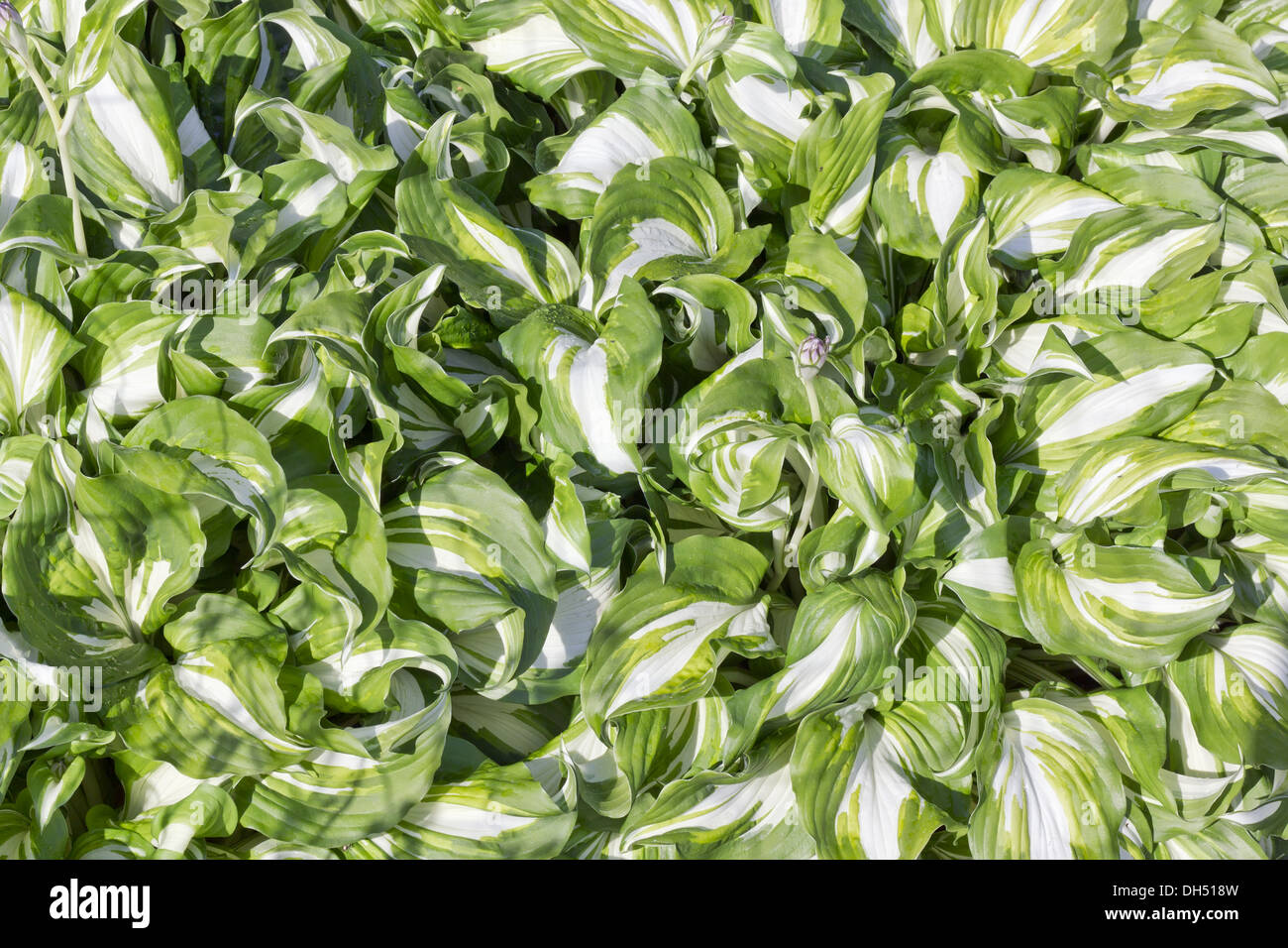 Summer floral tree hi-res stock photography and images - Alamy