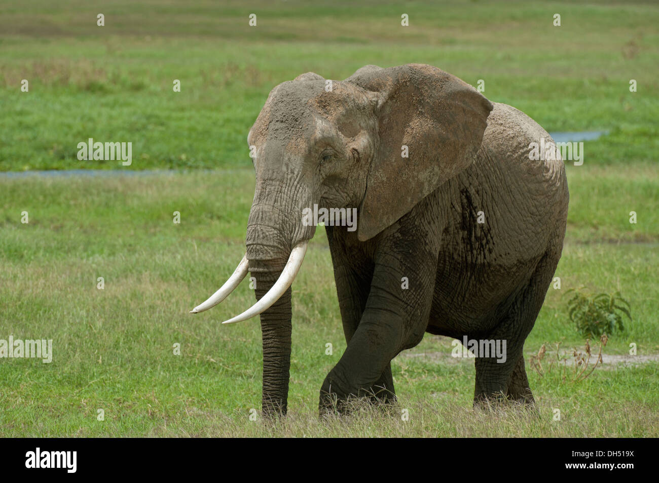 African Bush Elephant (Loxodonta africana) in a swamp, Amboseli ...