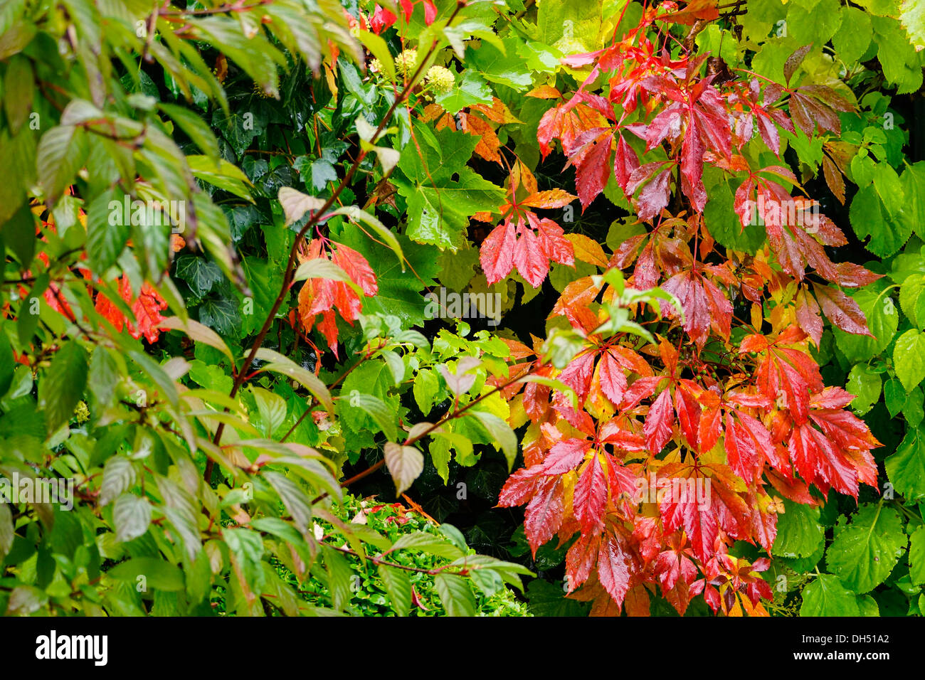 Wet autumn leaves in garden Stock Photo - Alamy