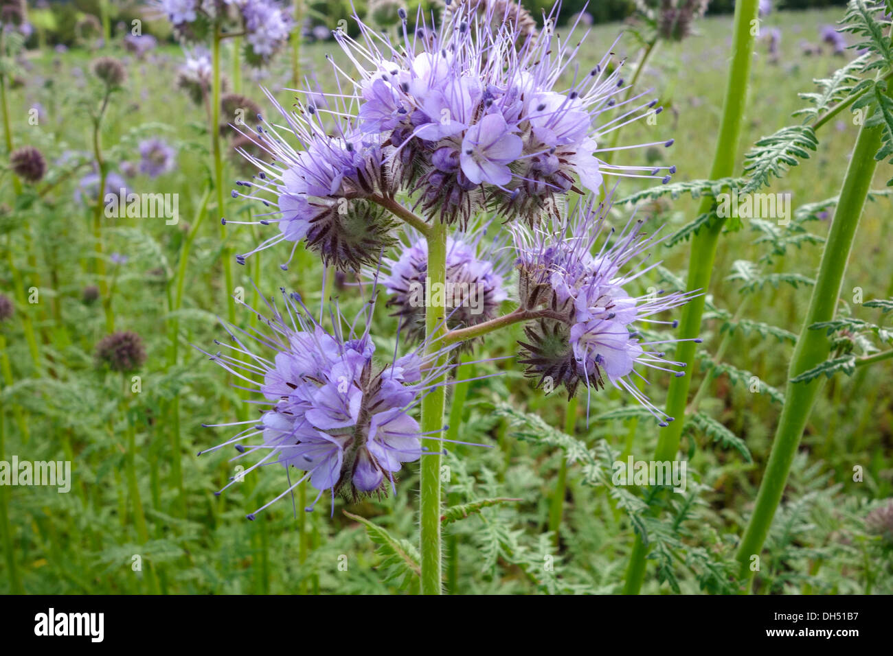 Lacy Phacelia (Phacelia tanacetifolia Stock Photo - Alamy