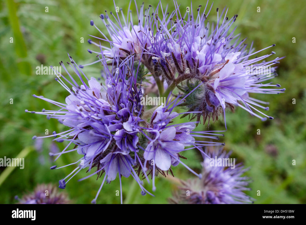 Lacy Phacelia (Phacelia tanacetifolia Stock Photo - Alamy