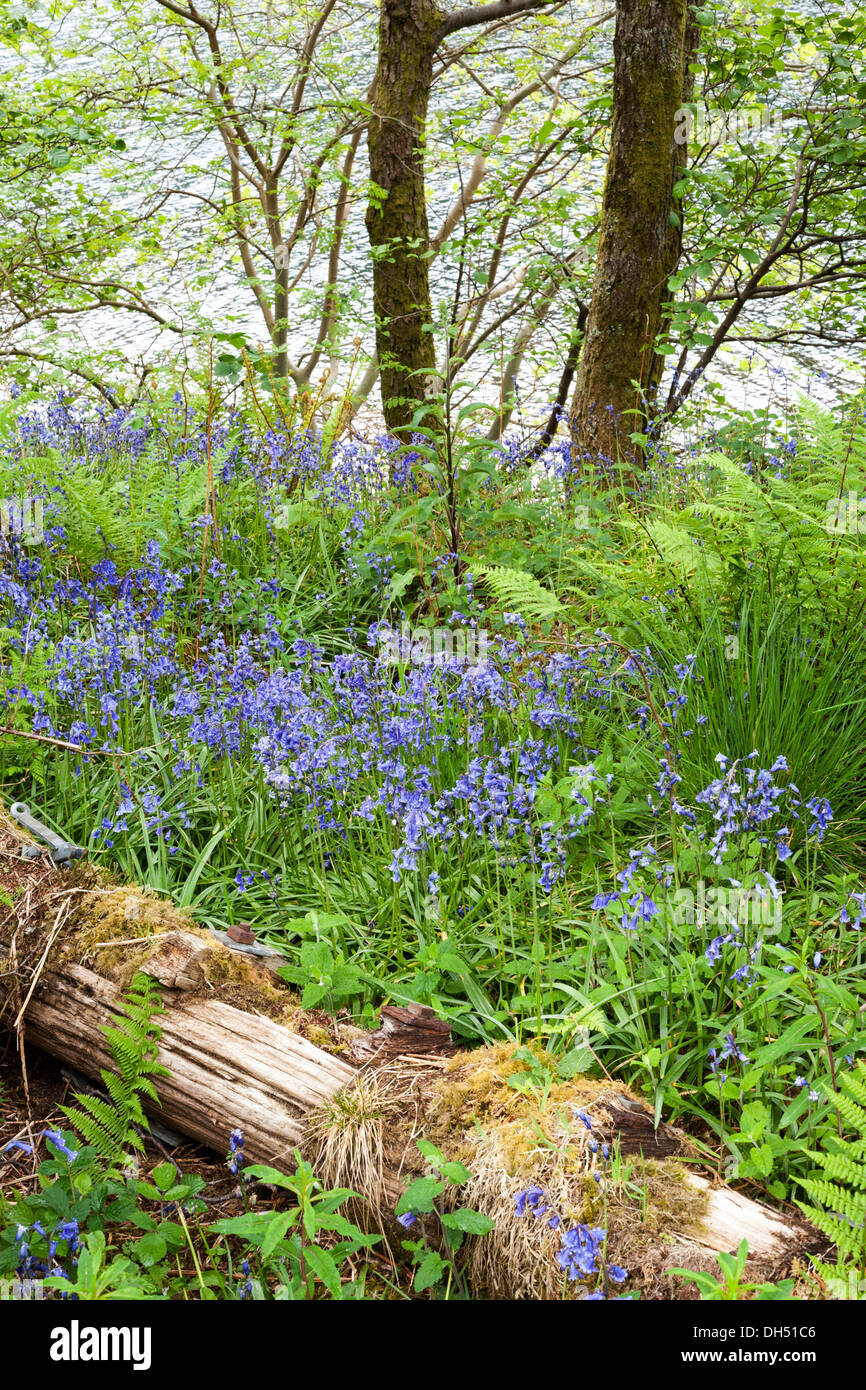 Wildflower woodlands hi-res stock photography and images - Alamy