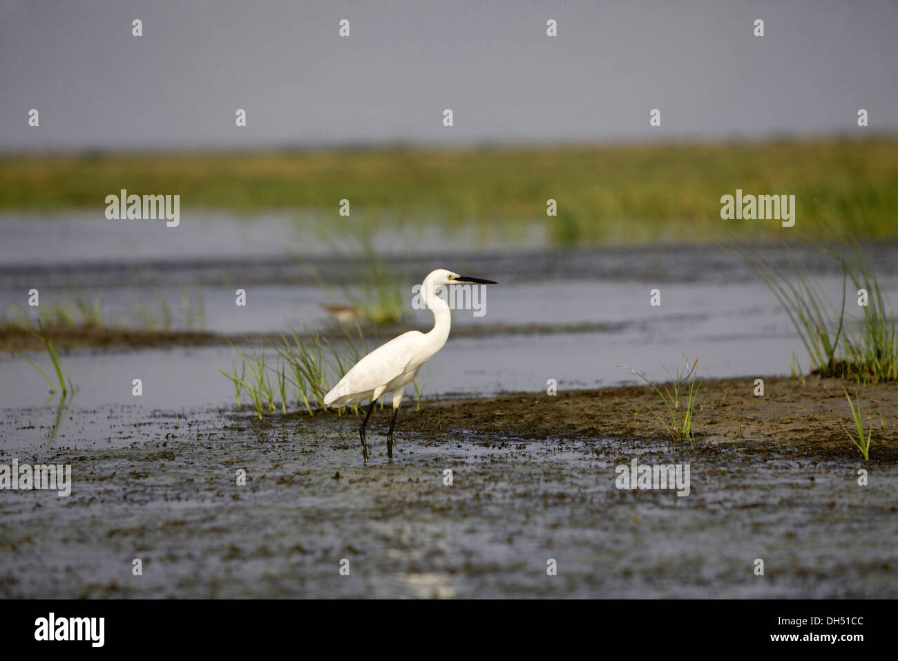 Orissa birds hi-res stock photography and images - Alamy