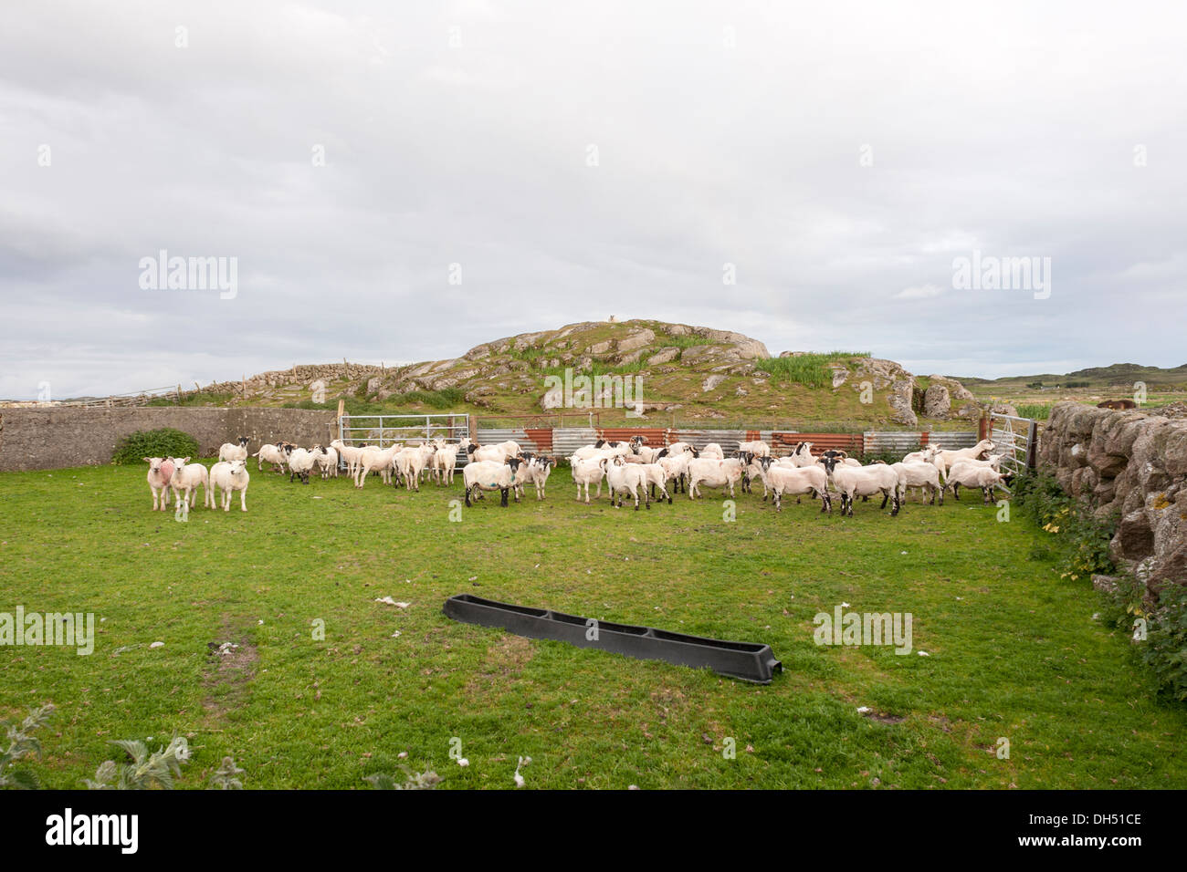 Scottish sheep hi-res stock photography and images - Alamy