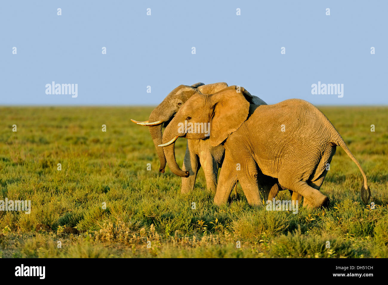 African elephants safari running hi-res stock photography and images ...