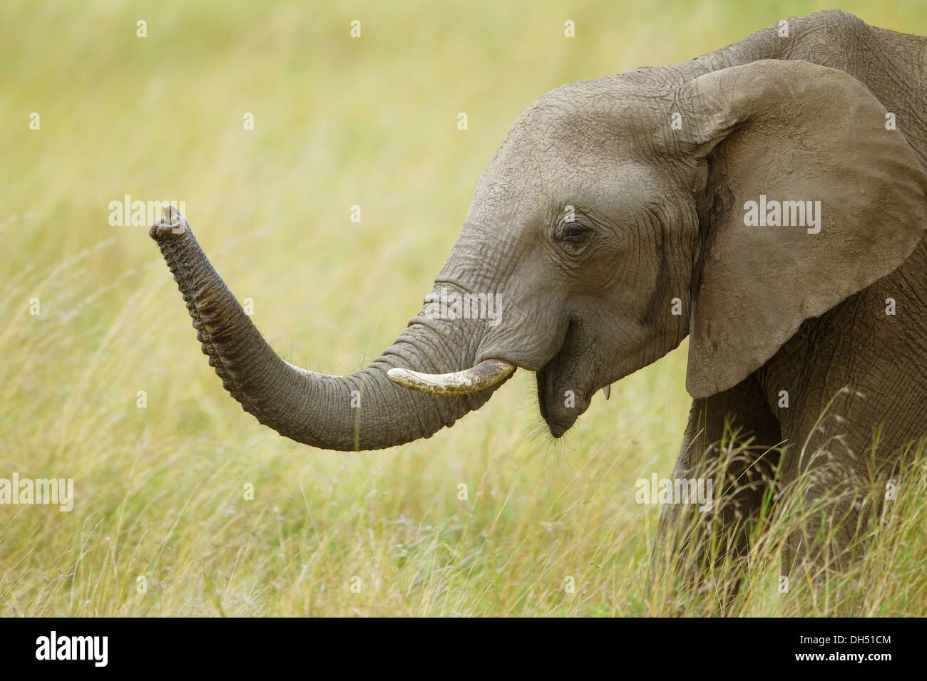 Elephant raised trunks hi-res stock photography and images - Alamy