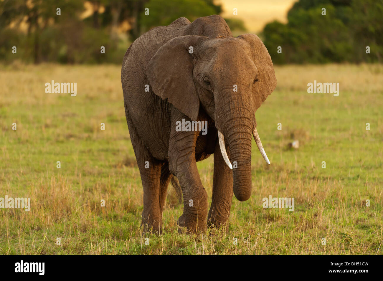 African Bush Elephant Loxodonta Africana Massai Mara Serengeti