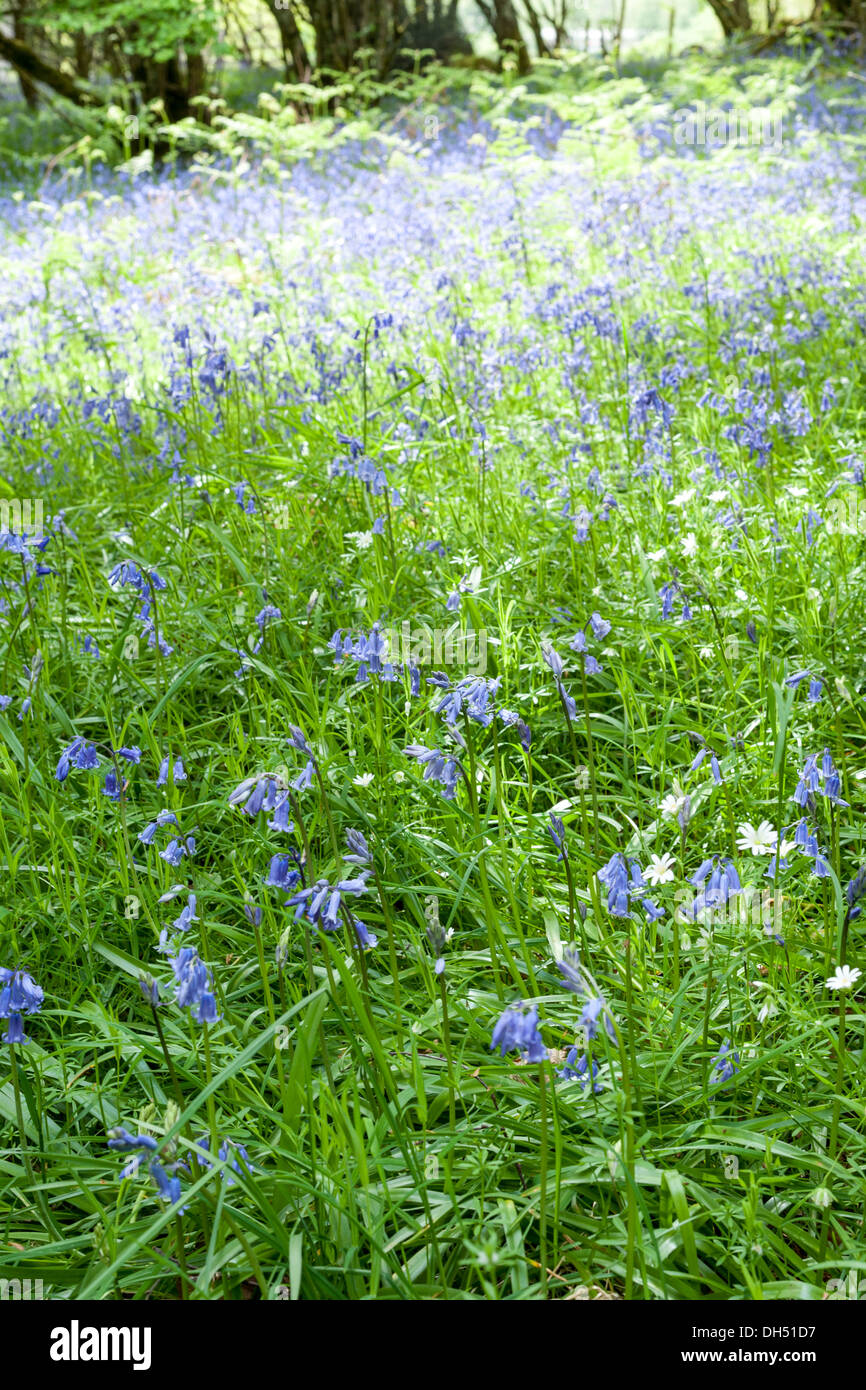 Scottish native plants hi-res stock photography and images - Alamy