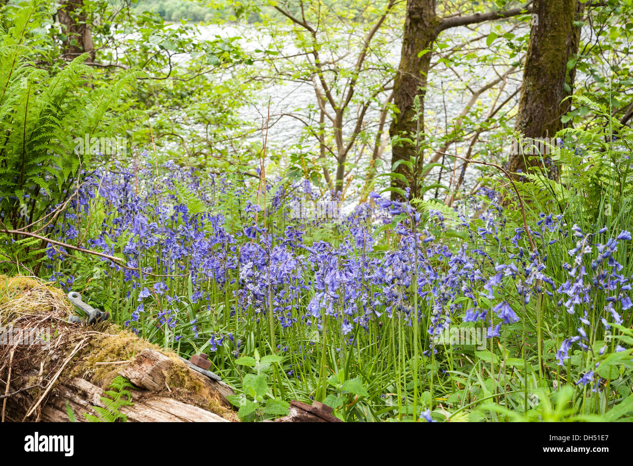 Scottish native plants hi-res stock photography and images - Alamy