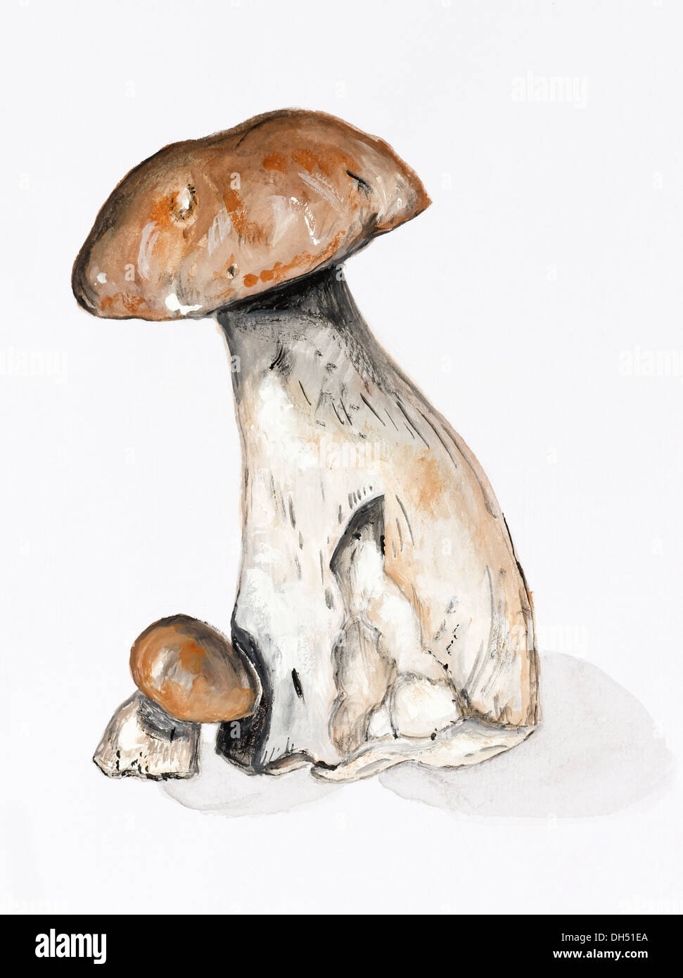 Forest part Cut Out Stock Images & Pictures - Alamy