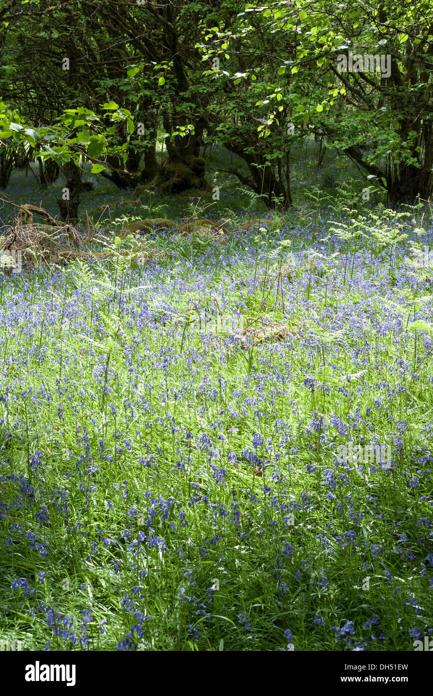 Scottish native plants hi-res stock photography and images - Alamy