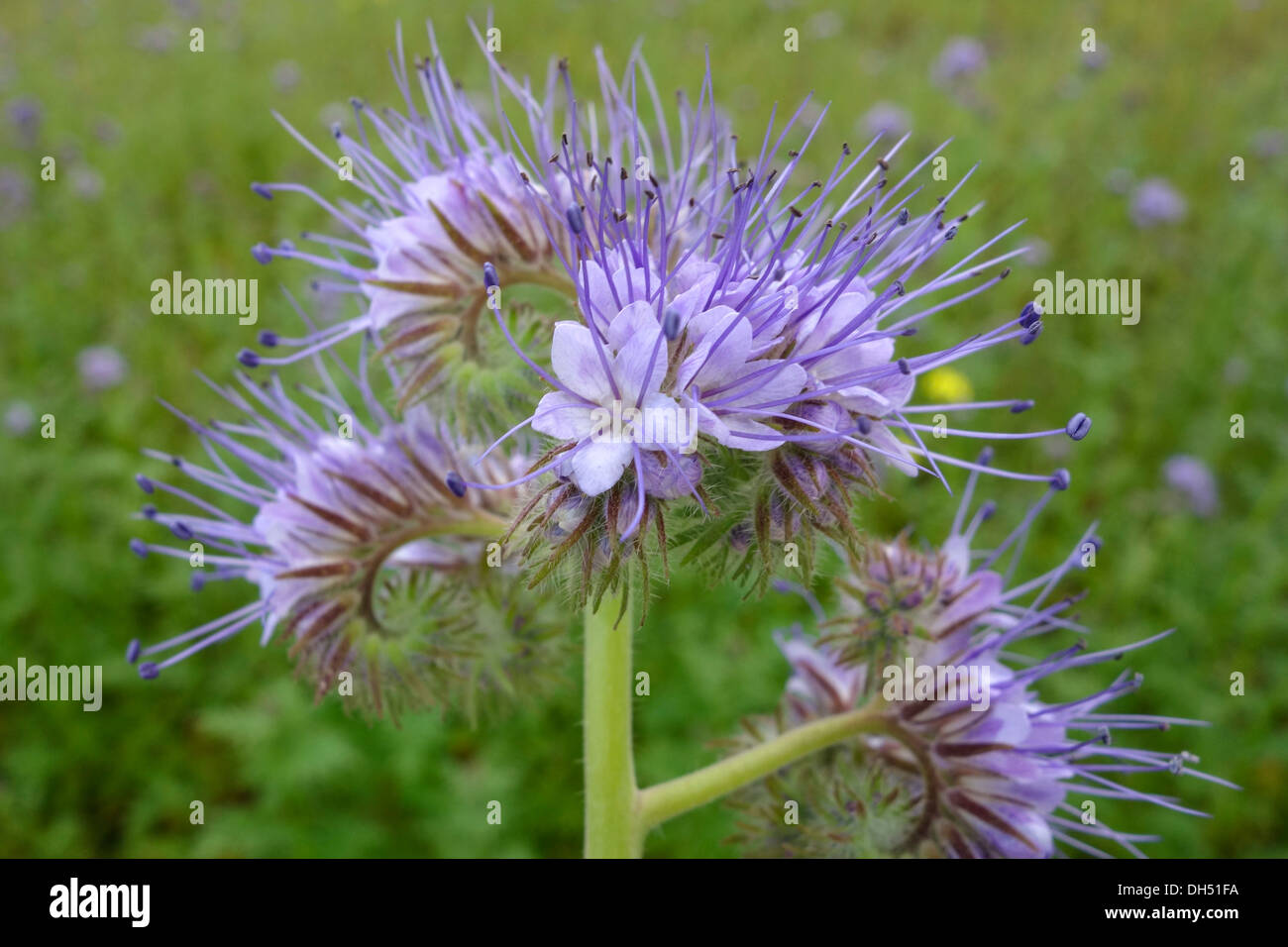Lacy Phacelia (Phacelia tanacetifolia Stock Photo - Alamy