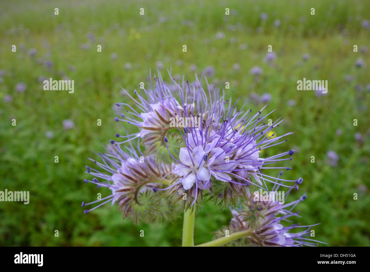 Lacy Phacelia (Phacelia tanacetifolia Stock Photo - Alamy