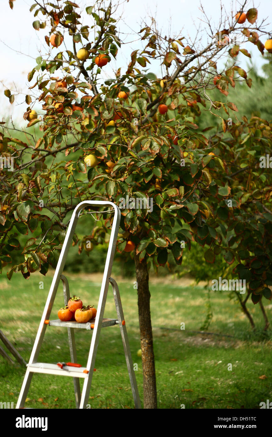 picking persimmons from tree with stairs Stock Photo - Alamy