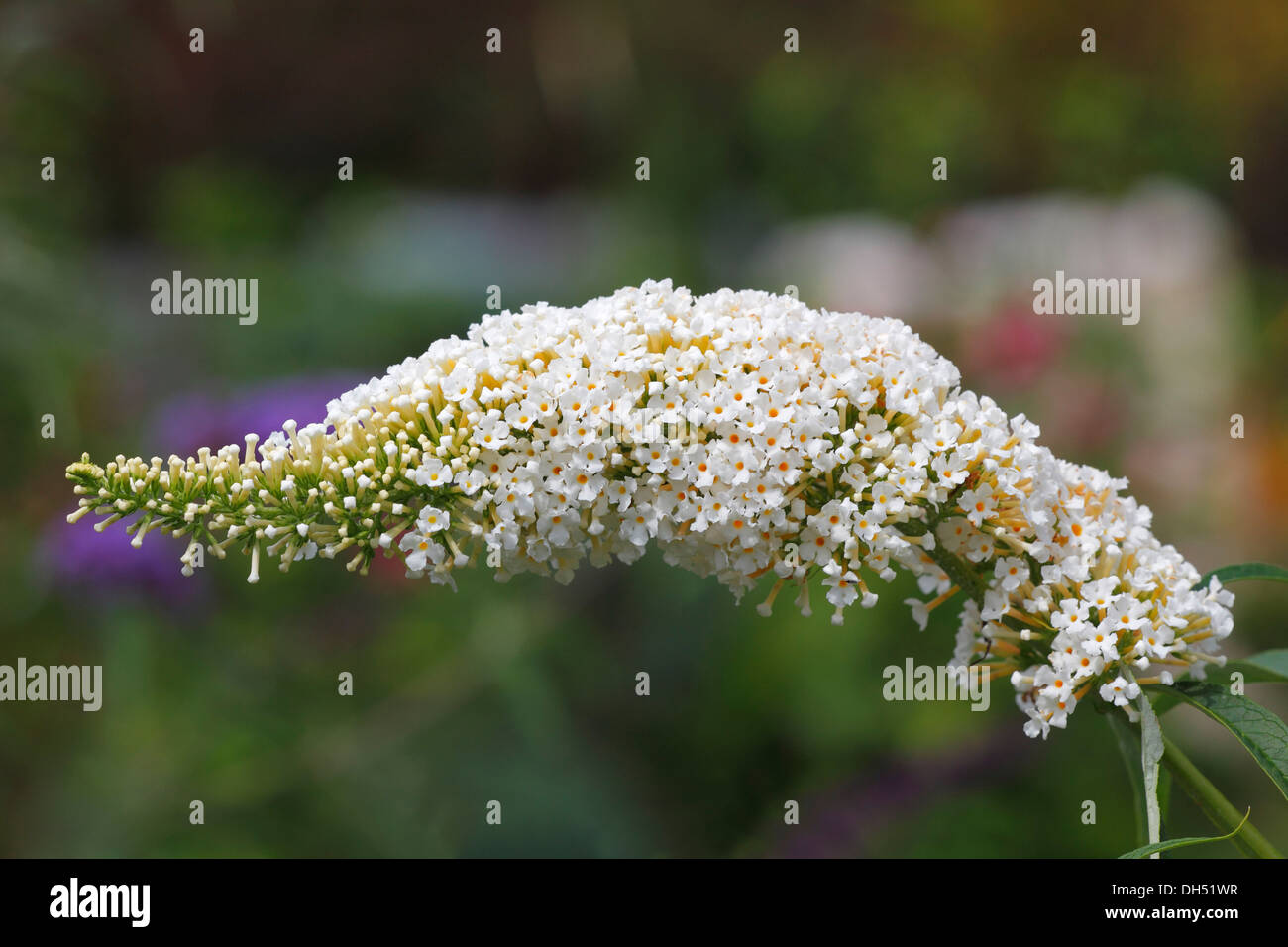 White flowering Buddleja, Buddleia, Summer Lilac or Butterfly-Bush ...
