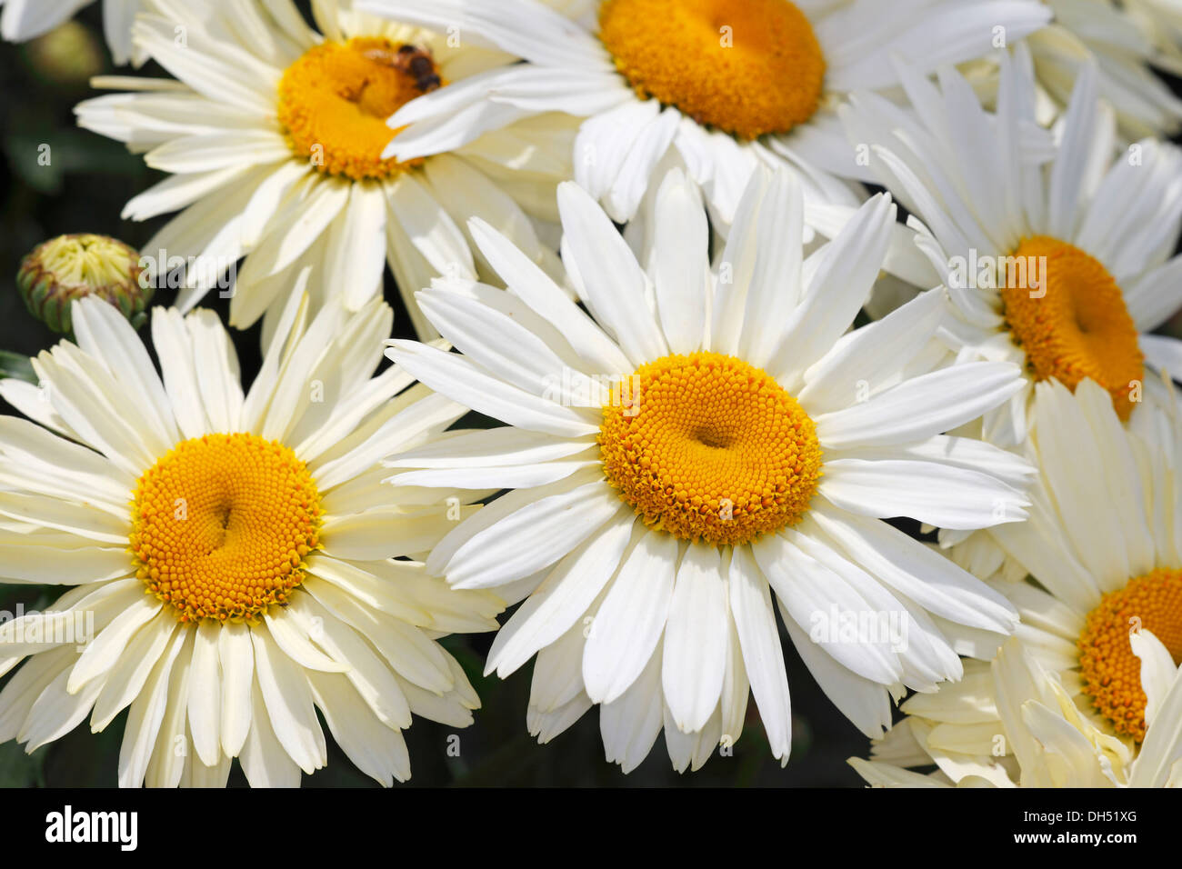 Shasta Daisy (Leucanthemum "Broadway Lights"), cultivar, ornamental ...