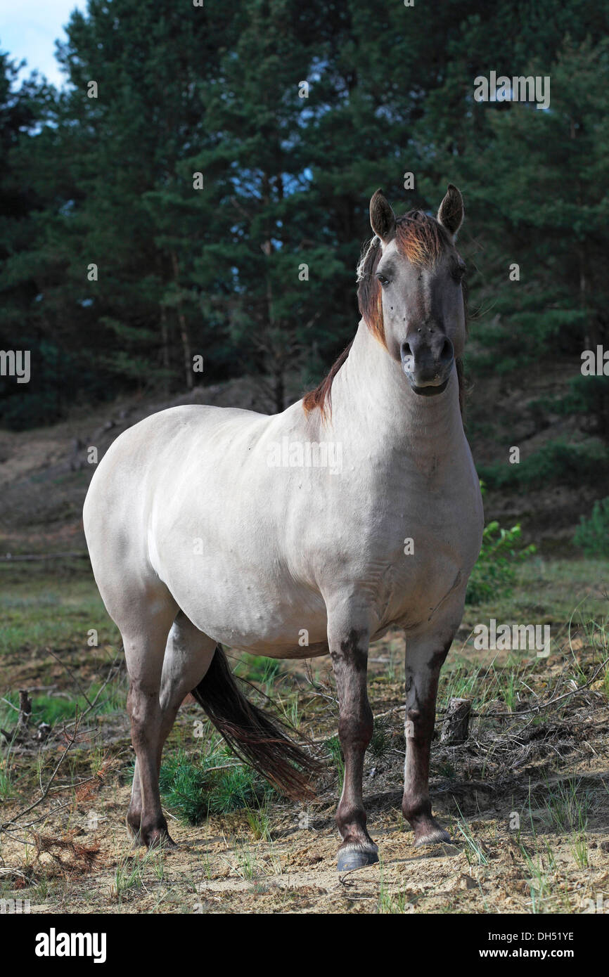 Konik horse, breeding back of the Tarpan breed Stock Photo - Alamy