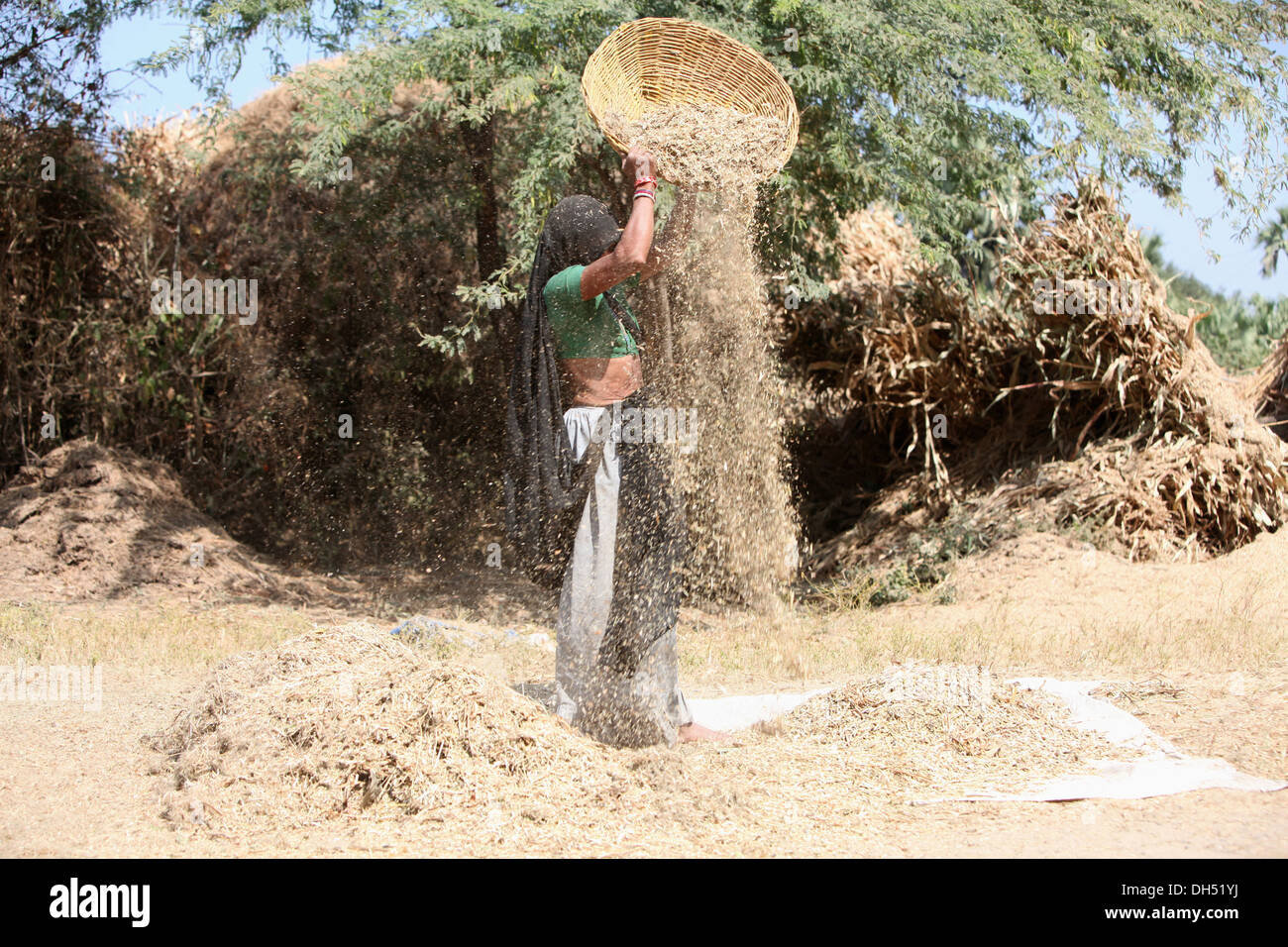 Husking hi-res stock photography and images - Alamy